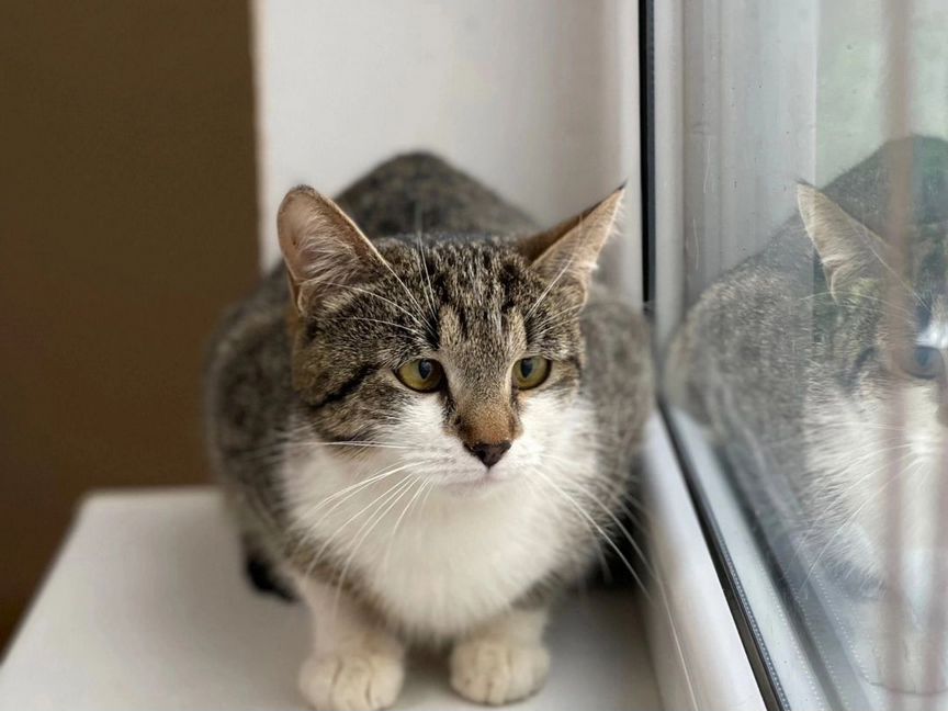 Кошка Полли