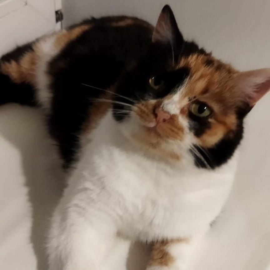 Кошка в добрые руки