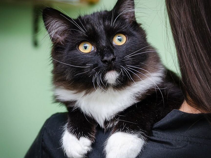 Симочка (3,5 мес.) очень нежный котенок ищет дом