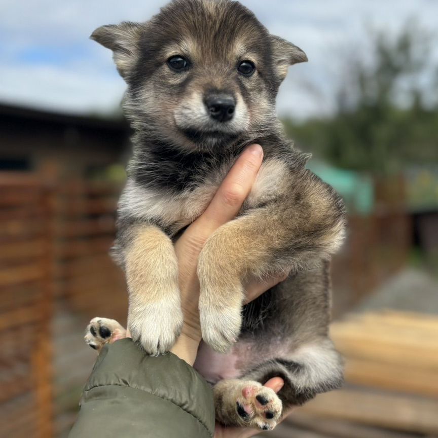 Волчата в поисках дома