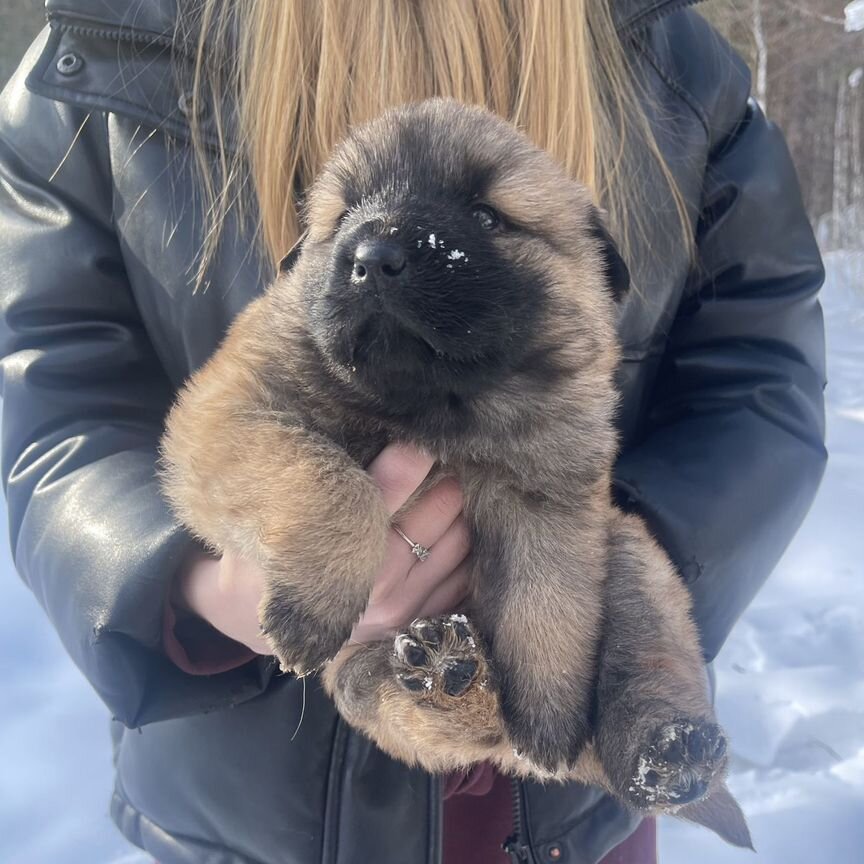 Щенок от частного владельца