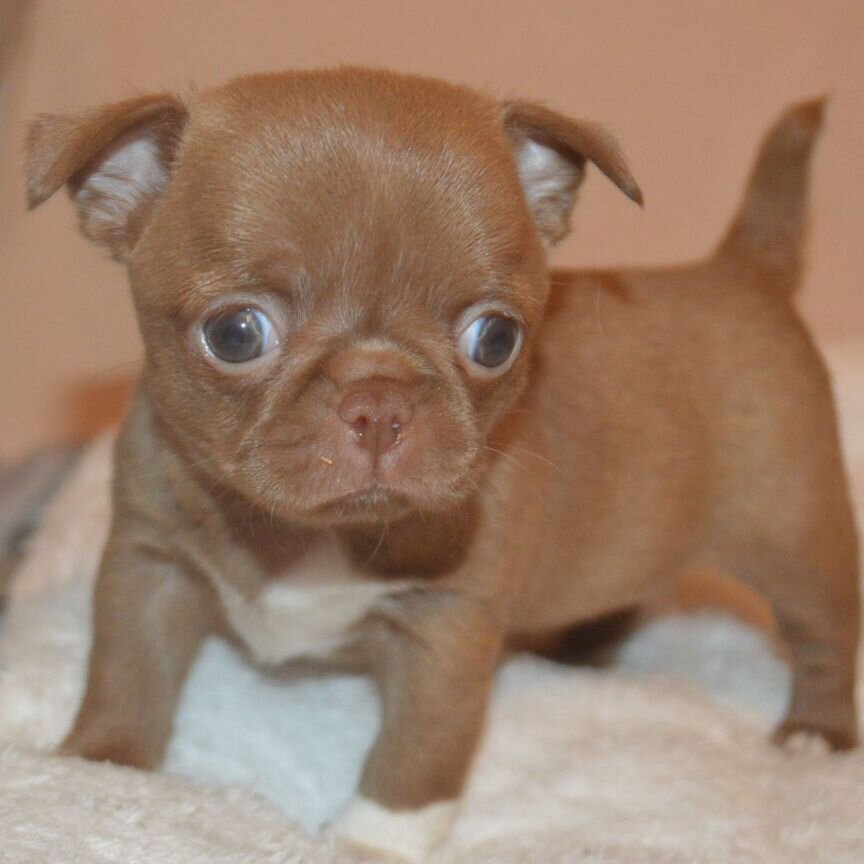 Шоколадные красотки