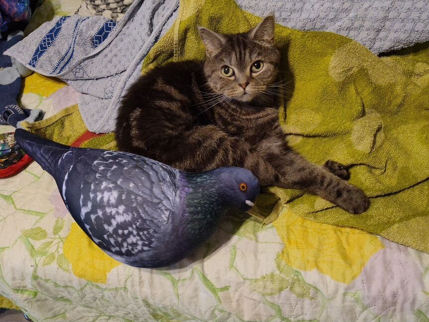 Кошка прямоухая британская