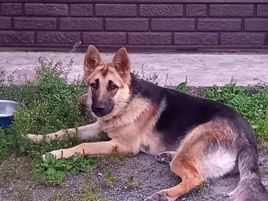 Восточноевропейская овчарка