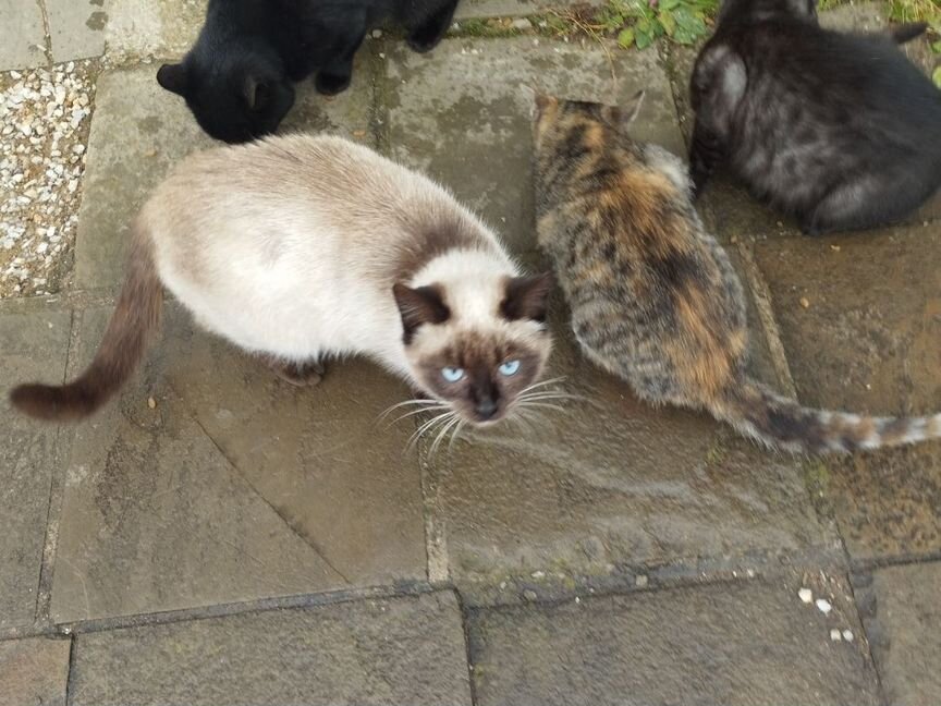 Котята в добрые руки бесплатно