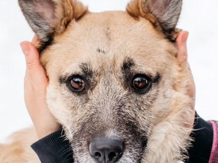 Бородатая Дейна ждет семью