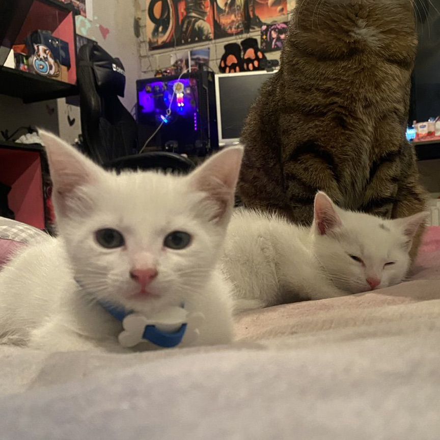 Котики бесплатно в добрые руки