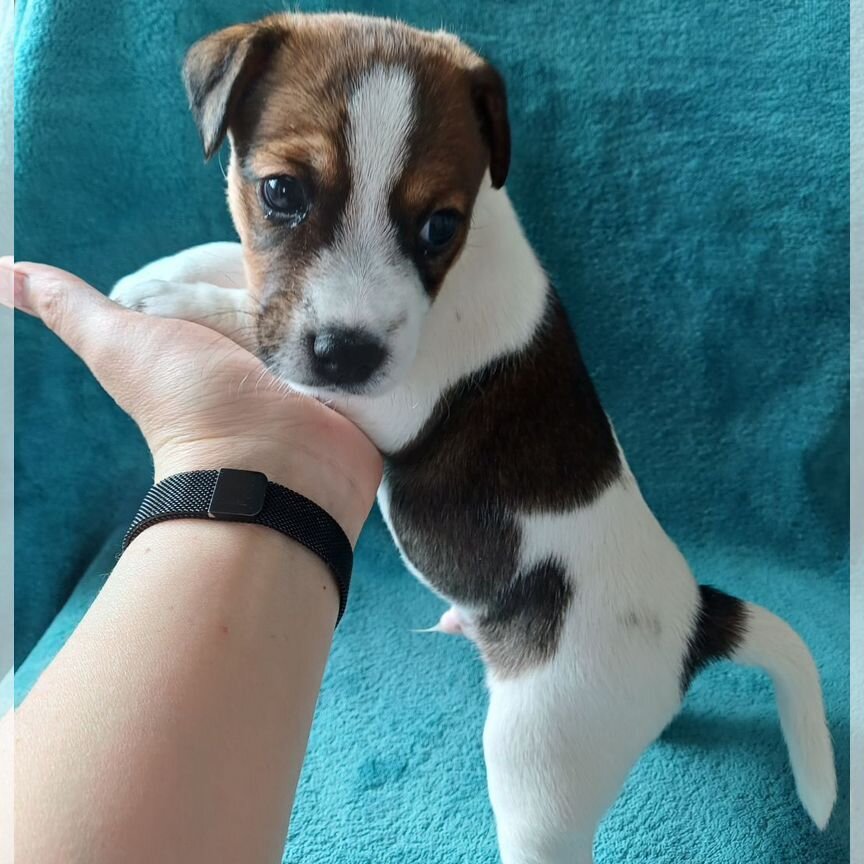 Джек-рассел-терьер, щенок