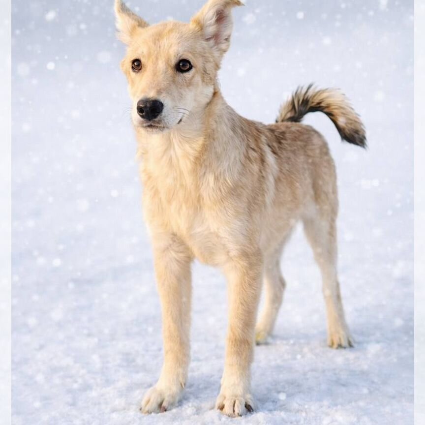 Щенок в добрые руки