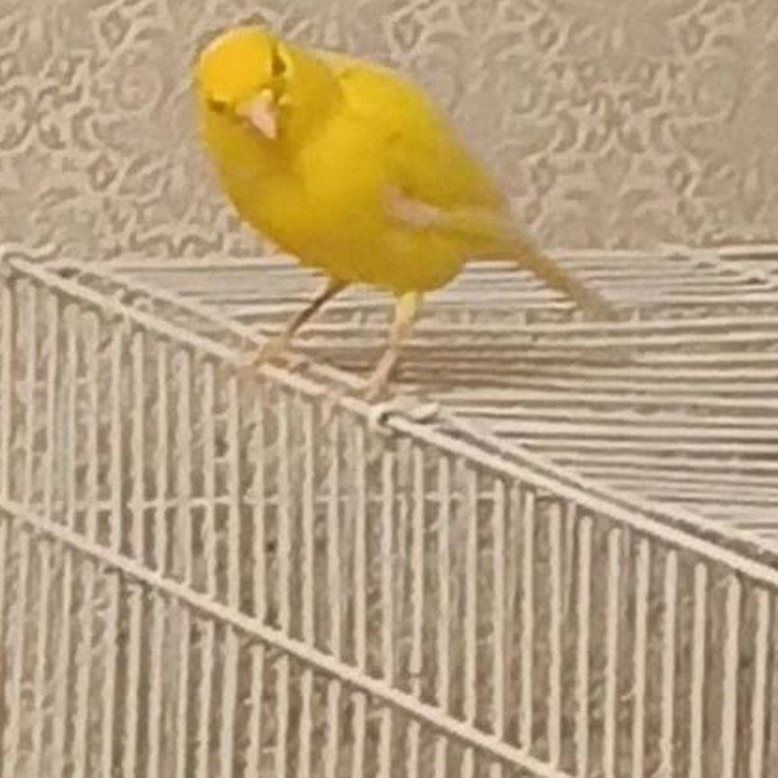 Пара поющий кенор и канарейка