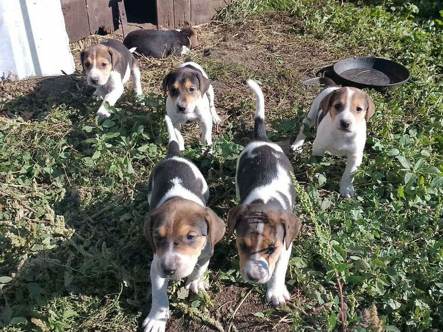 Русская пегая гончая