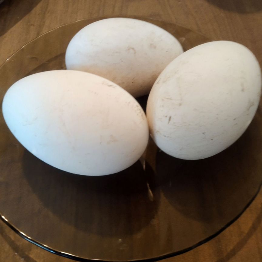 Гусиное инкубационное яйцо