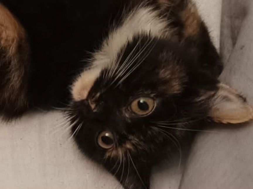 Котенок в добрые руки