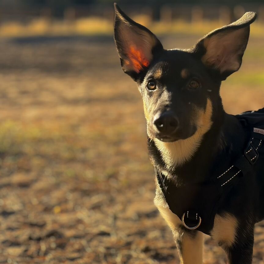 Немецкая овчарка, щенок