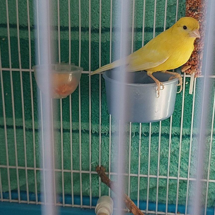 Кенор поющий