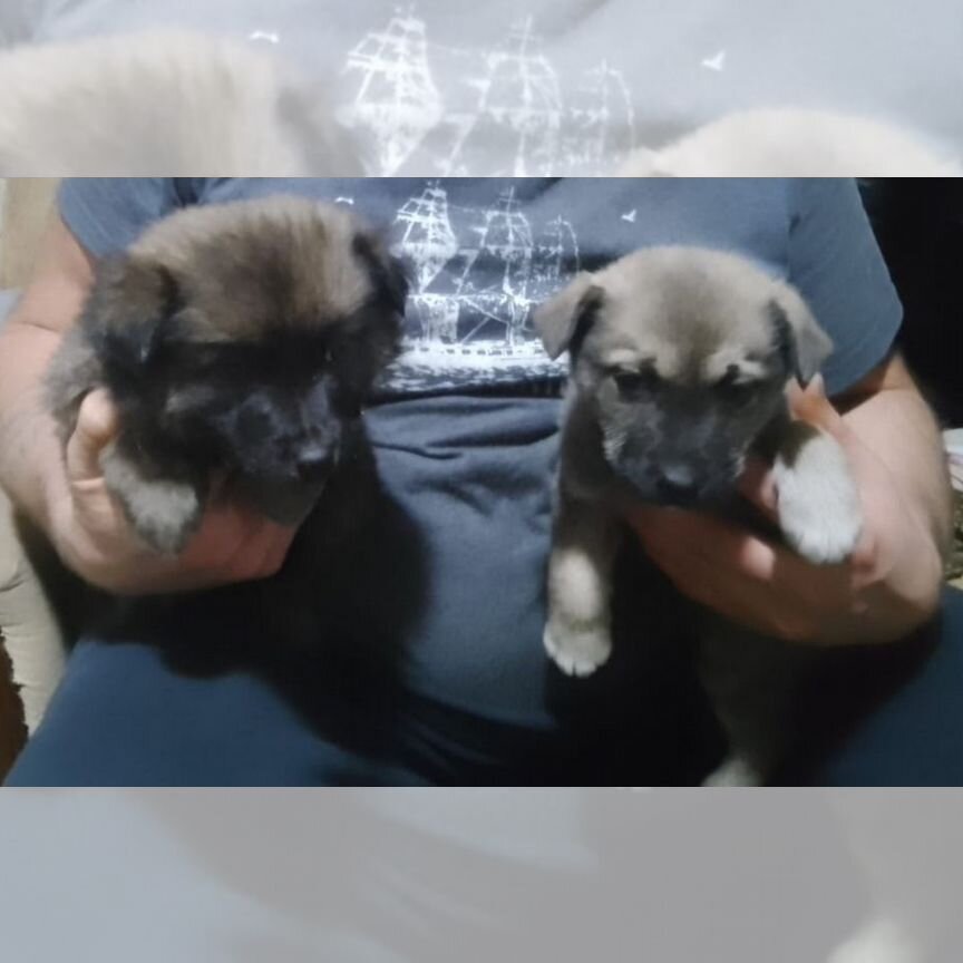 Щенки в хорошие руки