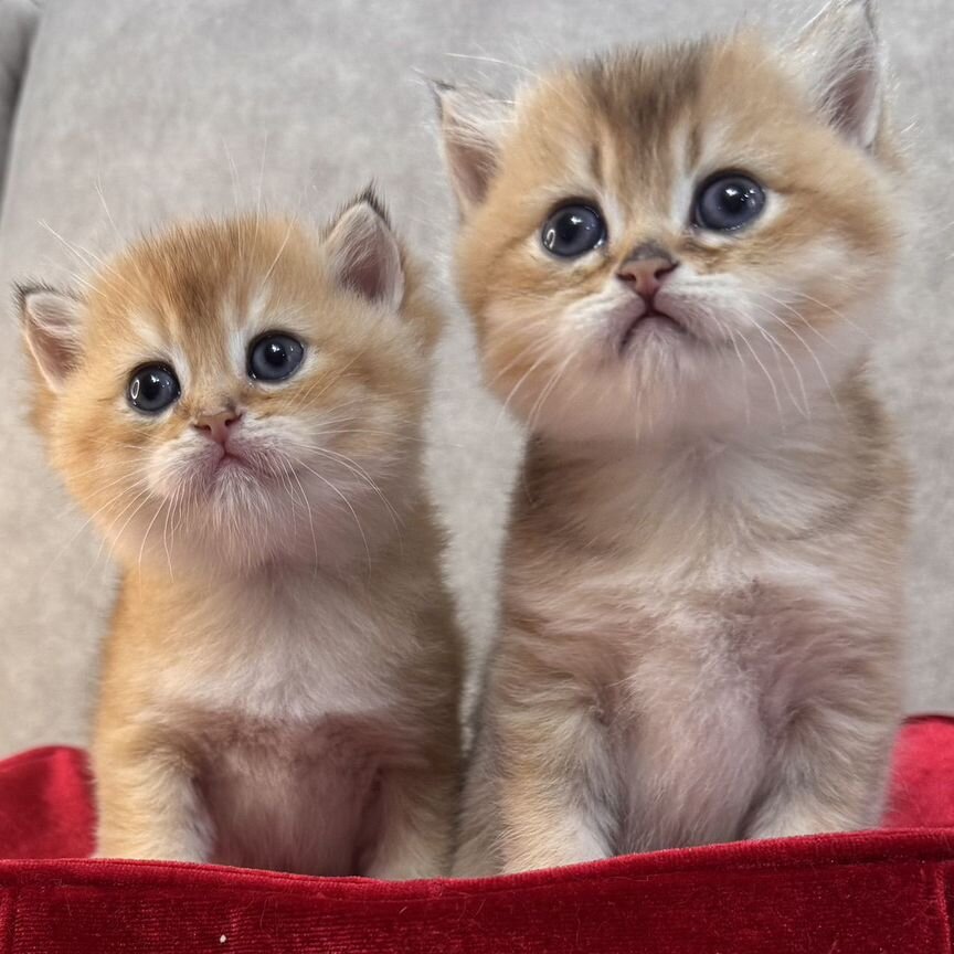 Британский короткошёрстный котёнок