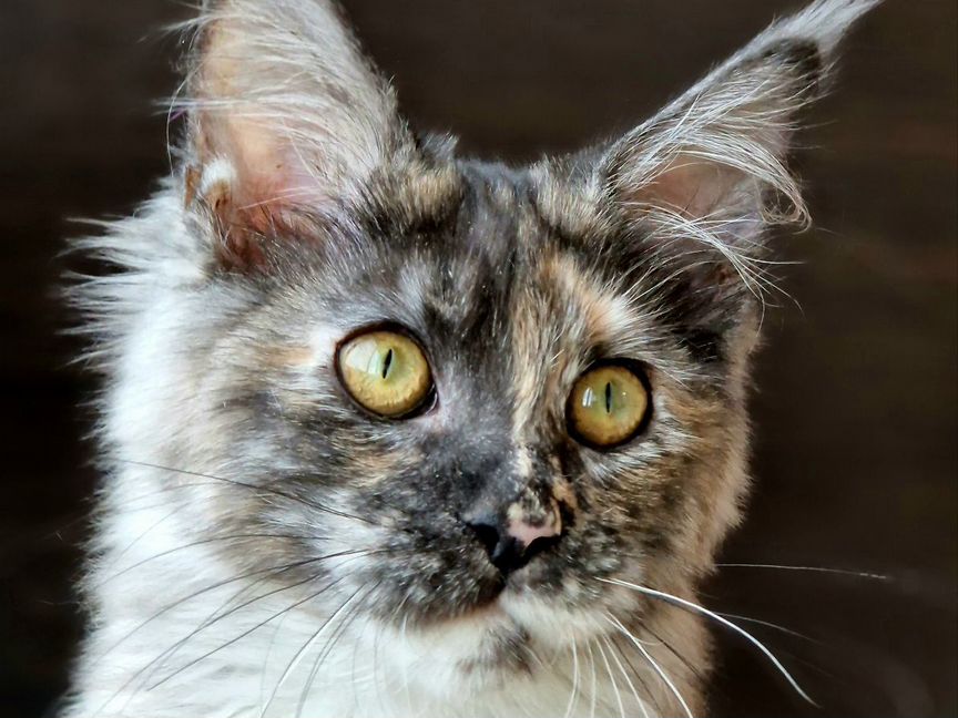 Мейн-кун котенок