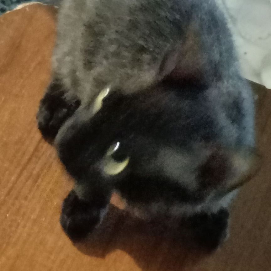 Котëнок сфинкс