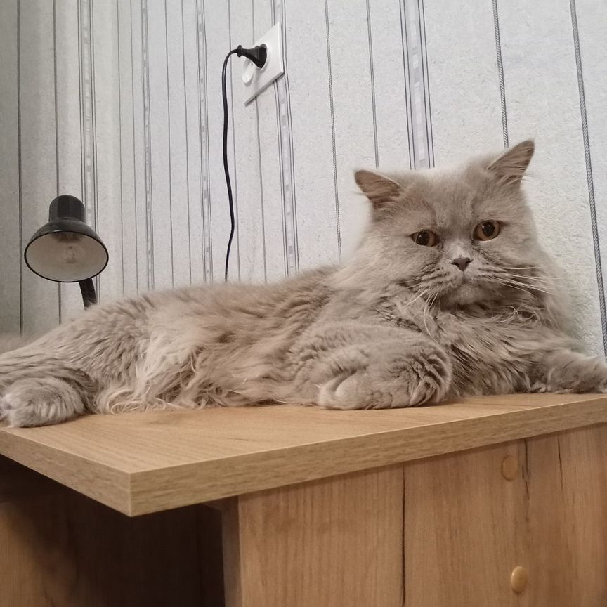 Котик ждёт невесту. 2 года