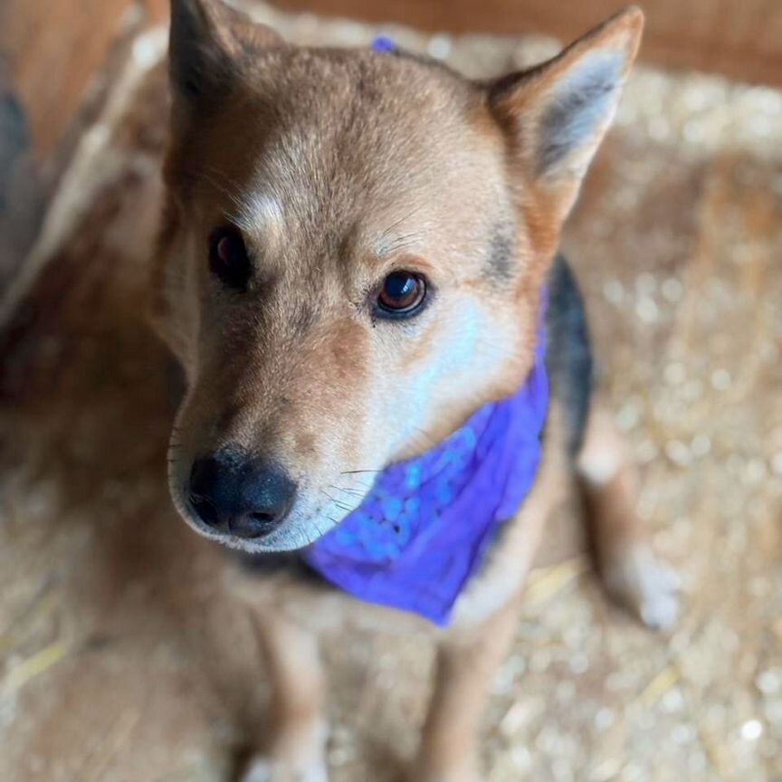 Собака в семью