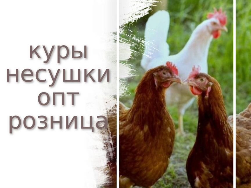 Куры фермерские