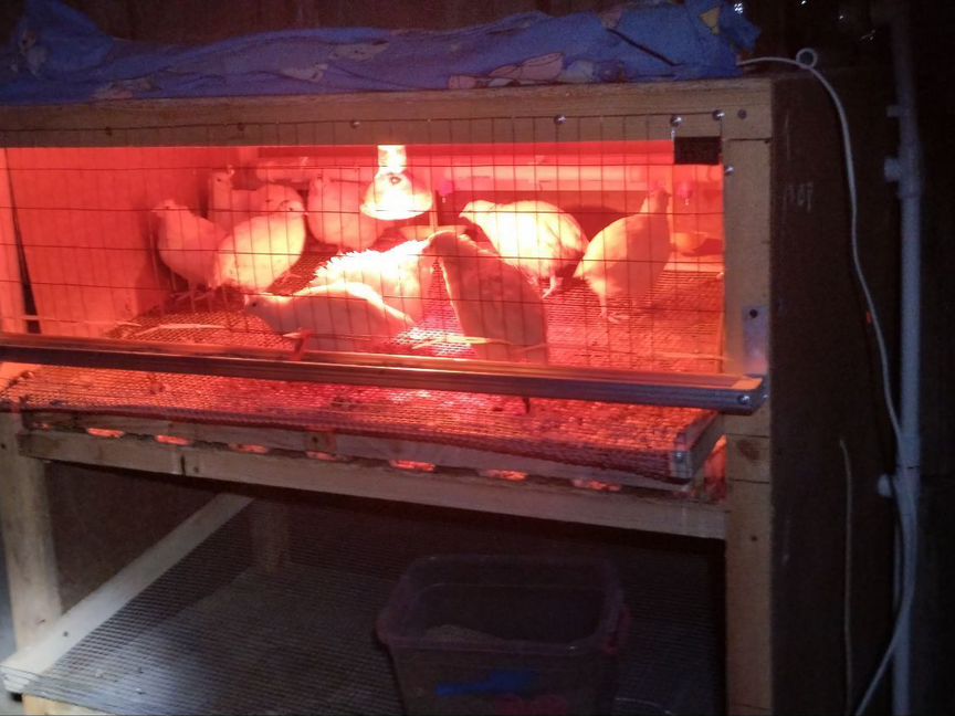 Клетка для перепелов