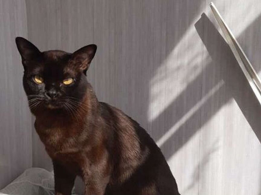 Бурманский котик. Вязка