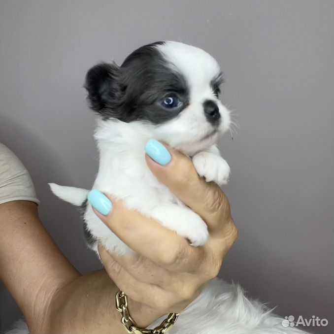 Щенки чихуахуа, mini, micro, для ценителей красоты