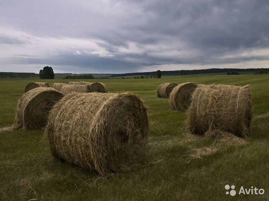 Сено, соломы в рулонах