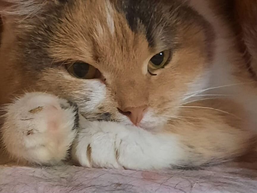 Кошечка Любочка