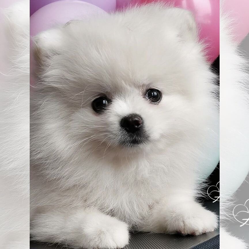 Померанский шпиц