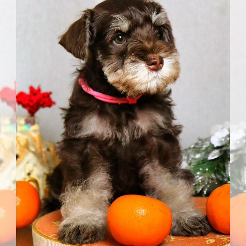 Цвергшнауцер, щенок