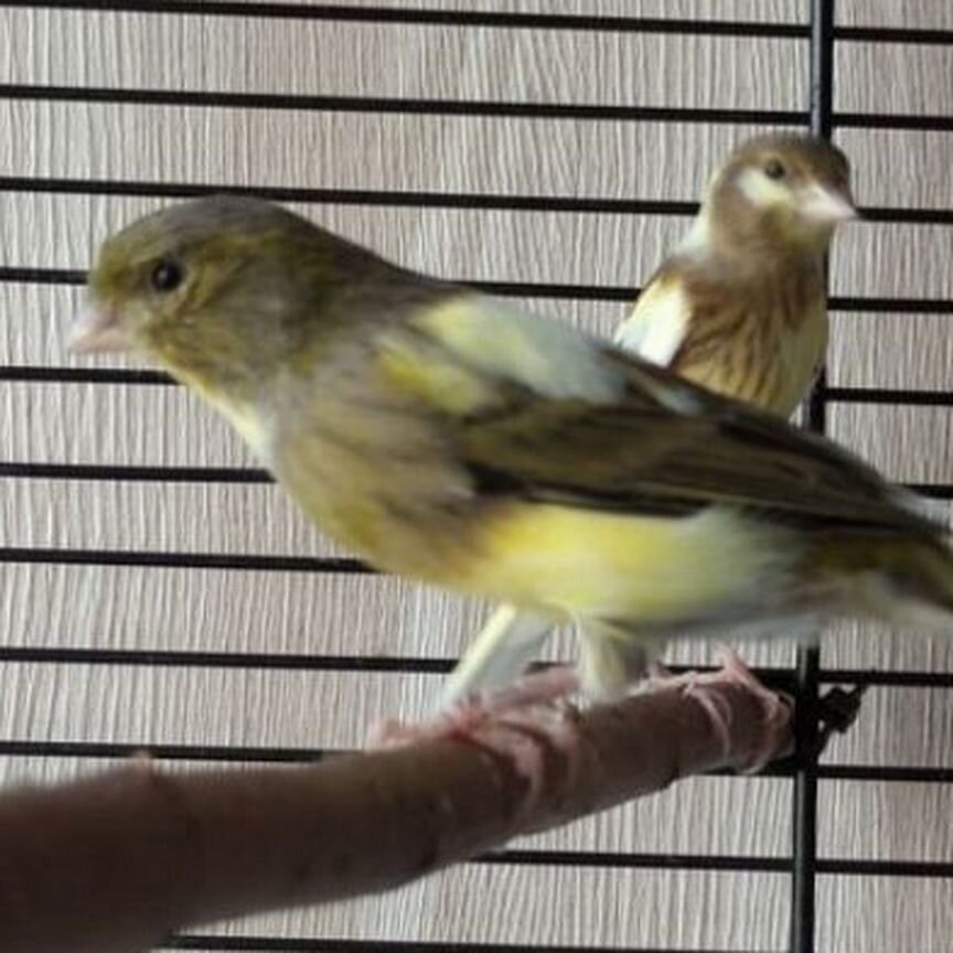 Щегла и канарейка