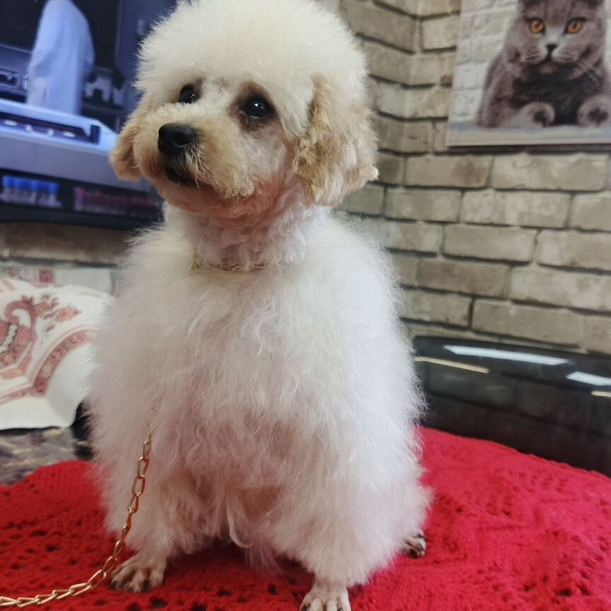 Той-пудель девочка абрикос