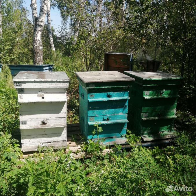 Прадам пчел с уликами два лижака и 5 куликов