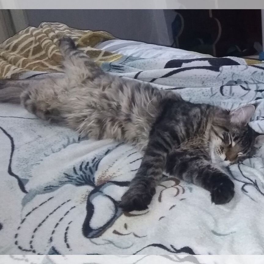 Котята мейн-кун