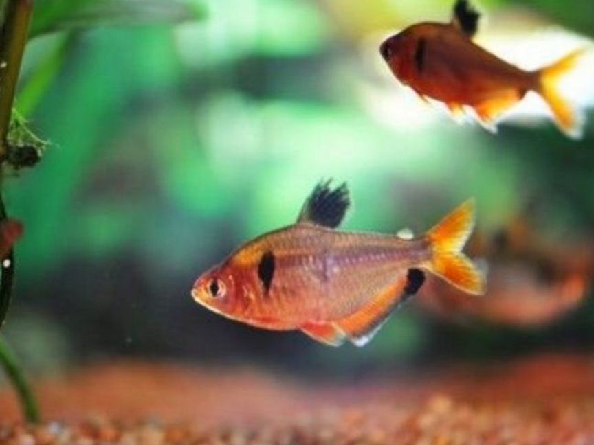 Минор рыбки 6 шт