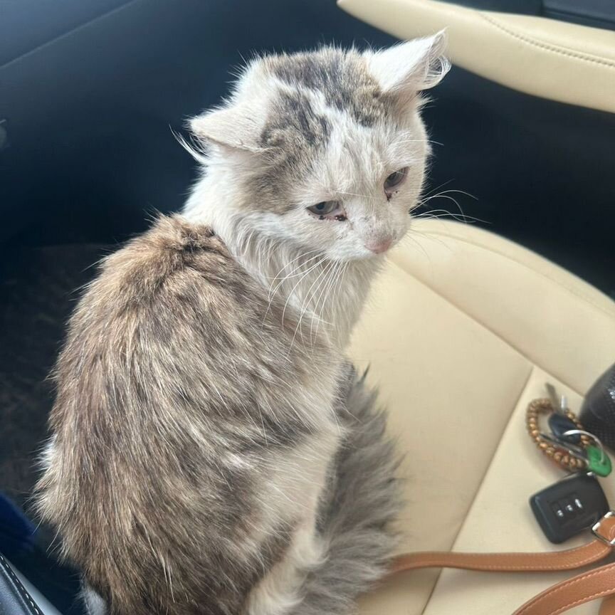 Кот в добрые руки