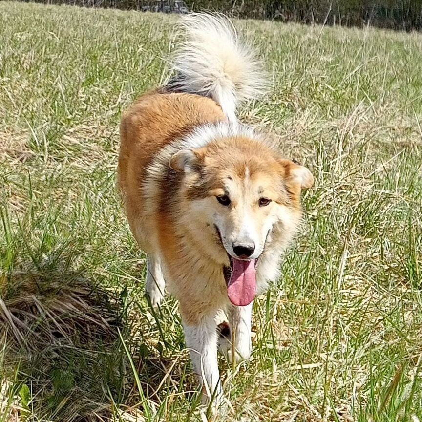 Взрослый пёс в добрые руки