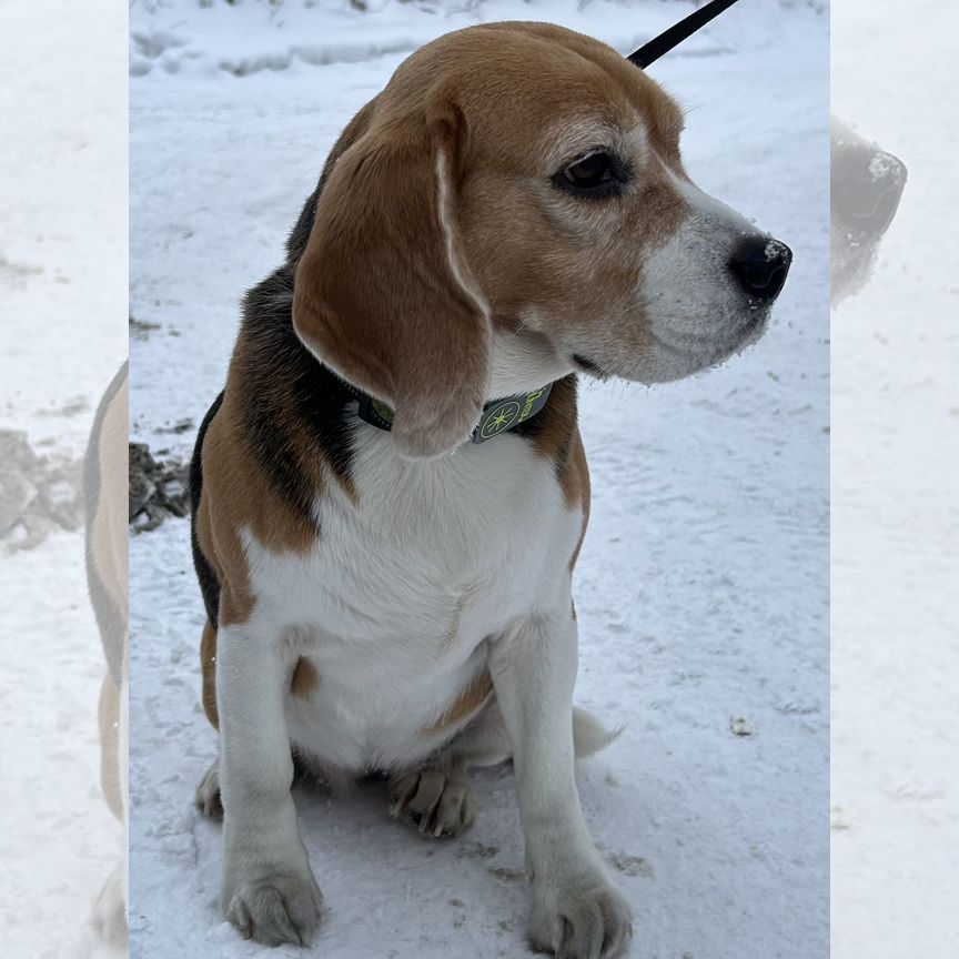 Бигль, взрослая собака