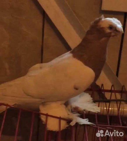 Голуби узбекские