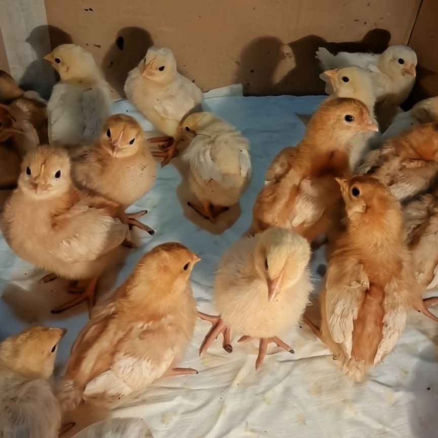Цыплята несушки