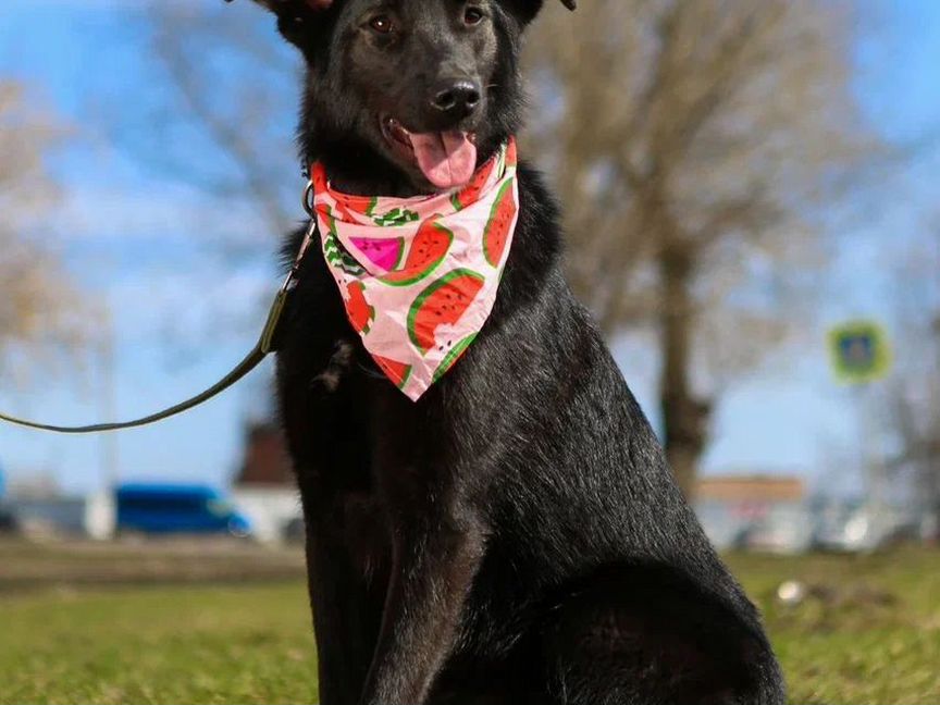 Молодая собака из приюта ждет семью