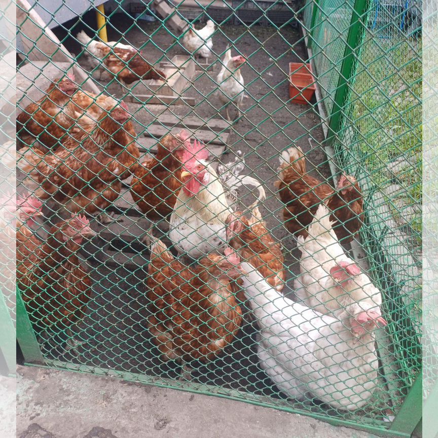 Куры несушки продам
