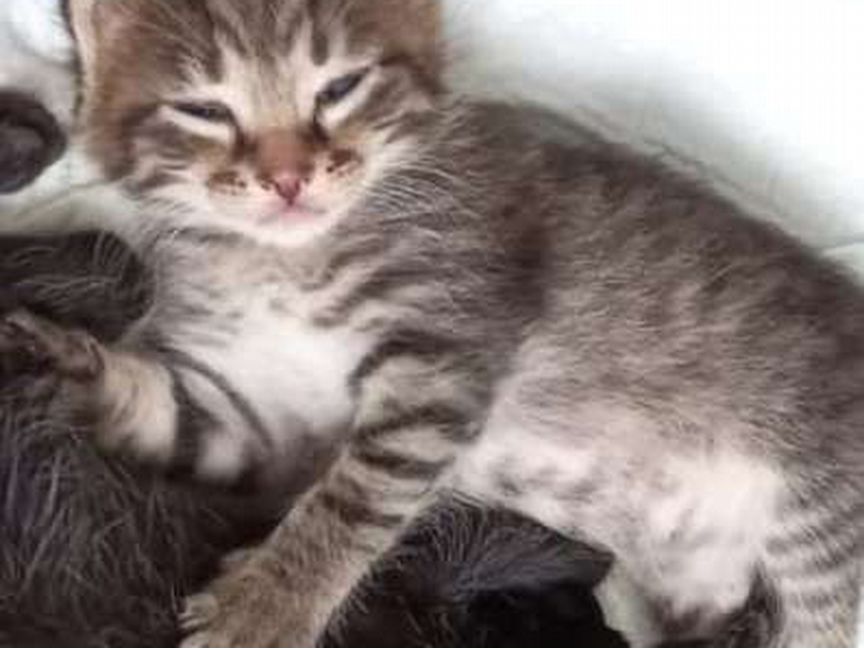 Котенок в добрые руки