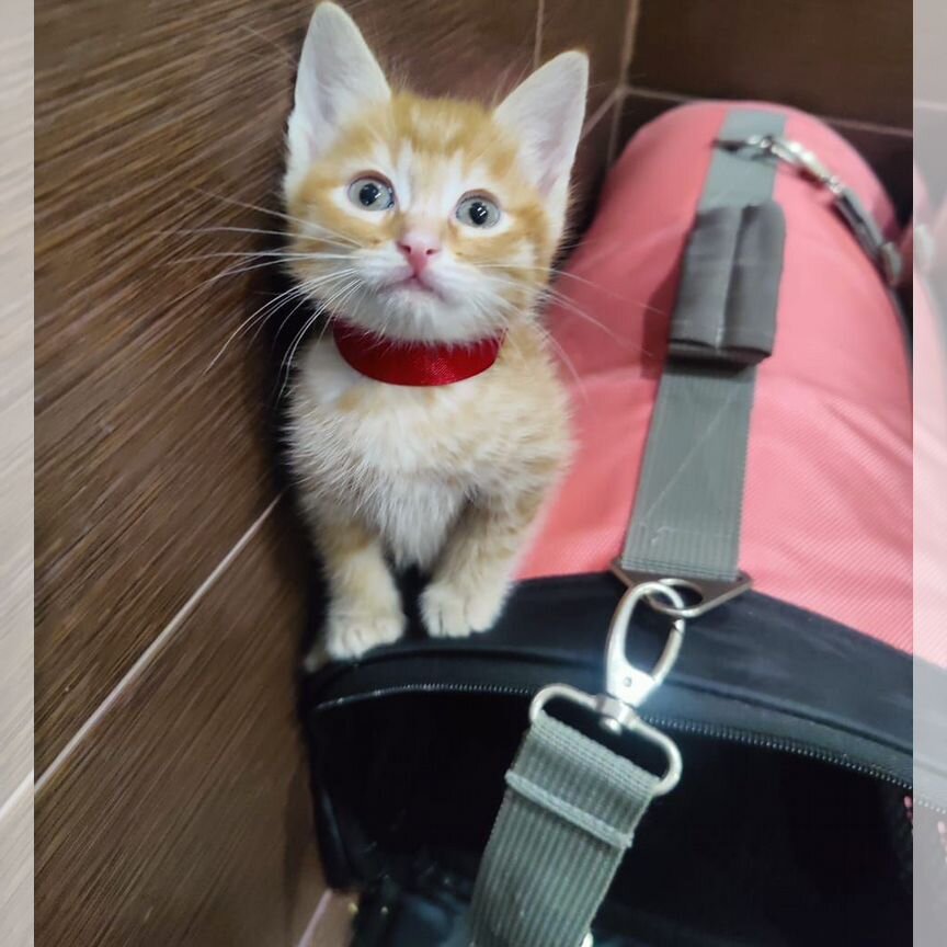 Котенок в добрые руки