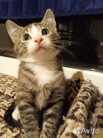 Котенок. Мальчик 2,5месяца