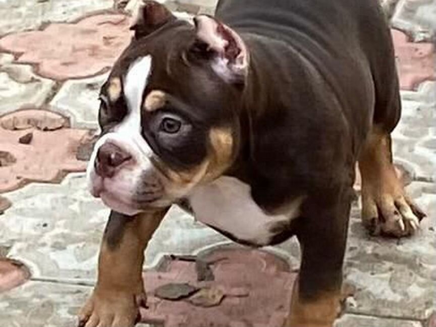 Заниженный pocket Девочка амбулли