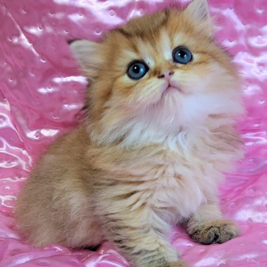 Шотландские дети для Вас